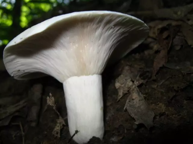 Ubisi lwepelepele (Lactarius piperatus): ukuthi lubukeka kanjani, lukhula kuphi futhi kanjani, luyadleka noma cha, luyingozi, izindlela nezindlela zokupheka 6272_4