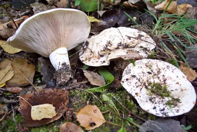 Ubisi lwepelepele (Lactarius piperatus): ukuthi lubukeka kanjani, lukhula kuphi futhi kanjani, luyadleka noma cha, luyingozi, izindlela nezindlela zokupheka 6272_6