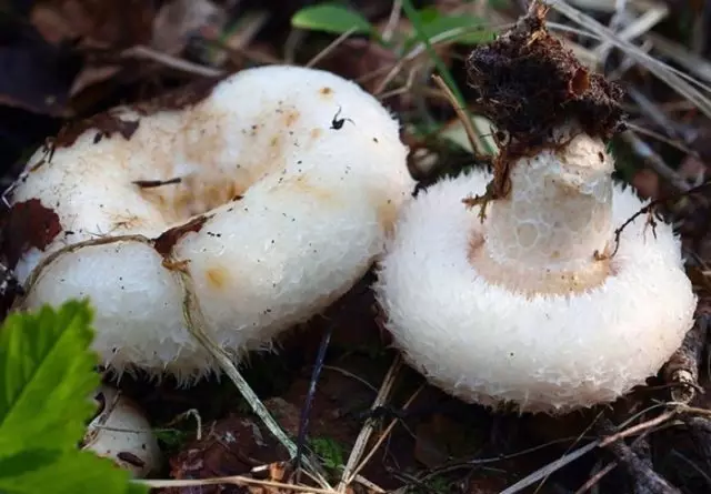 Milk mushrooms and podgruzdki: what is the difference, photos, what they look like 6275_1