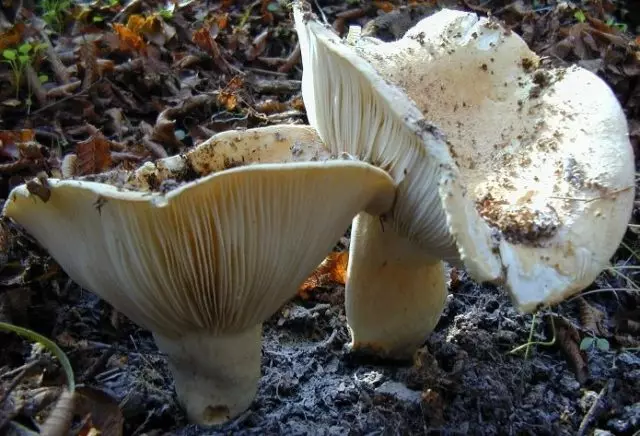 Milk mushrooms and podgruzdki: what is the difference, photos, what they look like 6275_3