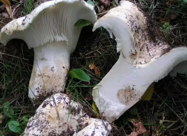 Milk mushrooms and podgruzdki: what is the difference, photos, what they look like 6275_4