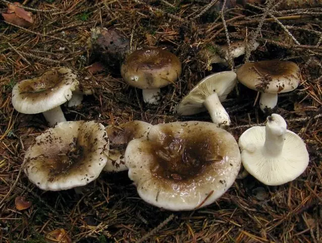 Milk mushrooms and podgruzdki: what is the difference, photos, what they look like 6275_6