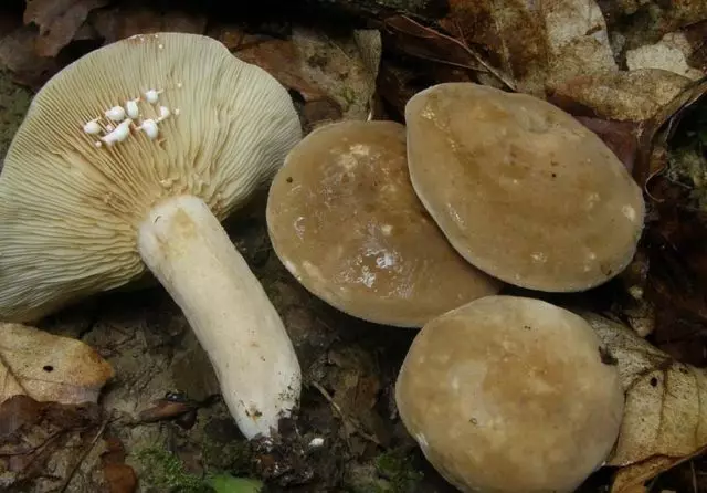 Bittermilchpilze (Bittermilchpilze, Bitterpilze, Lactarius rufus): wie sie aussehen, wo und wie sie wachsen, essbar oder nicht, wie man kocht 6276_16