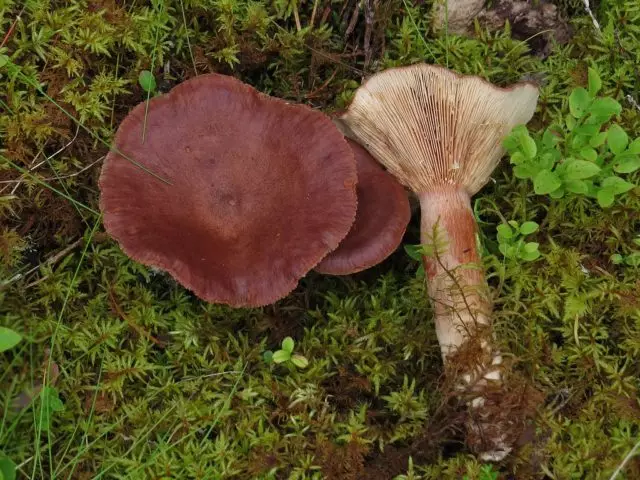 Keserű tejgomba (keserű tejgomba, keserű gomba, Lactarius rufus): hogyan néznek ki, hol és hogyan nőnek, ehetőek vagy sem, hogyan kell főzni 6276_2