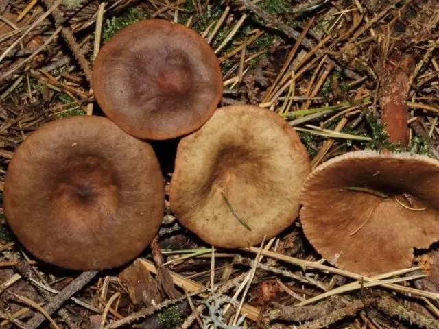 Keserű tejgomba (keserű tejgomba, keserű gomba, Lactarius rufus): hogyan néznek ki, hol és hogyan nőnek, ehetőek vagy sem, hogyan kell főzni 6276_4