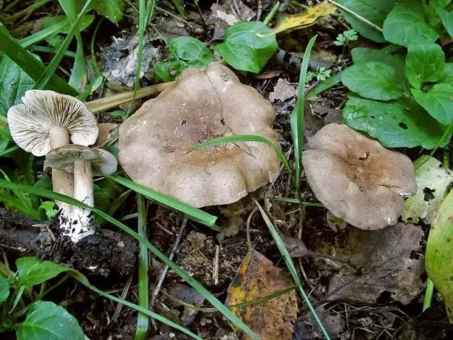 Bittermilchpilze (Bittermilchpilze, Bitterpilze, Lactarius rufus): wie sie aussehen, wo und wie sie wachsen, essbar oder nicht, wie man kocht 6276_6