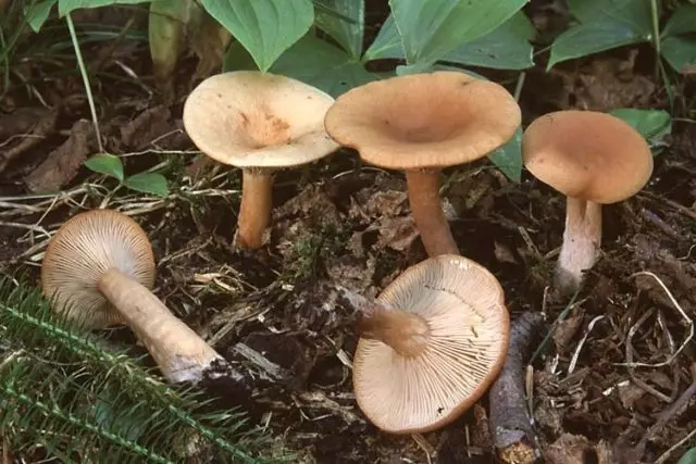 Bittermilchpilze (Bittermilchpilze, Bitterpilze, Lactarius rufus): wie sie aussehen, wo und wie sie wachsen, essbar oder nicht, wie man kocht 6276_7