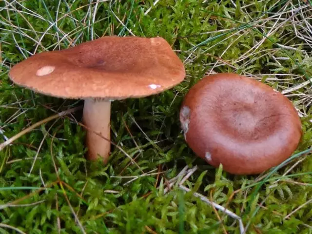 Lèt kanfr (kanfr lèt, Lactarius camphoratus): ki sa li sanble, ki kote ak ki jan li ap grandi, manjab oswa ou pa, ki jan yo kwit manje 6282_1