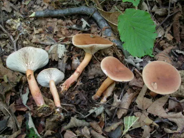 Kapur barus susu (susu kapur barus, Lactarius camphoratus): kumaha rupana, dimana sareng kumaha tumuhna, tiasa didahar atanapi henteu, kumaha cara masak 6282_15