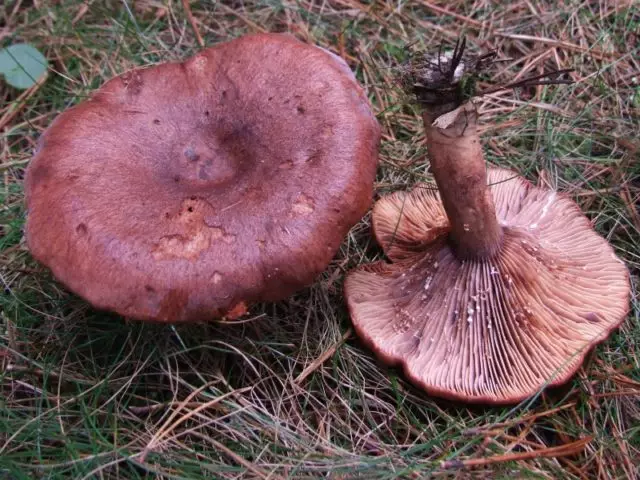 Leche alcanfor (leche de alcanfor, Lactarius camphoratus): cómo se ve, dónde y cómo crece, comestible o no, cómo cocinar 6282_2