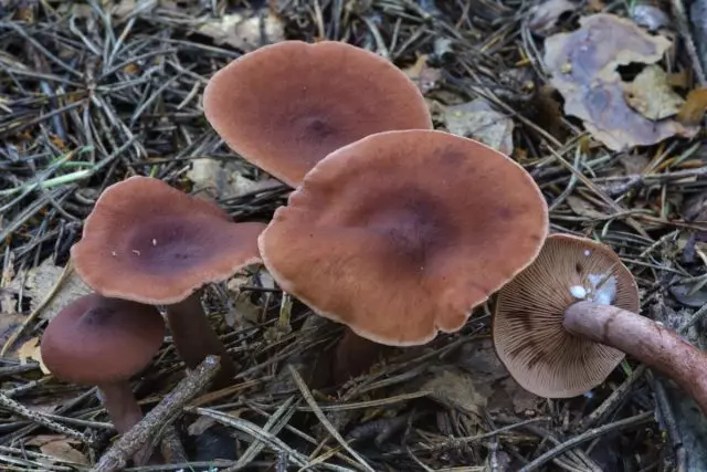 Lèt kanfr (kanfr lèt, Lactarius camphoratus): ki sa li sanble, ki kote ak ki jan li ap grandi, manjab oswa ou pa, ki jan yo kwit manje 6282_3