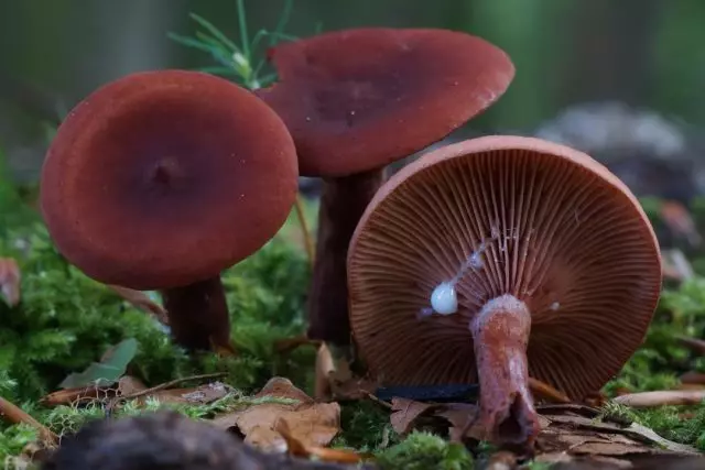 Lait camphré (lait de camphre, Lactarius camphoratus) : à quoi il ressemble, où et comment il pousse, comestible ou non, comment cuisiner 6282_4