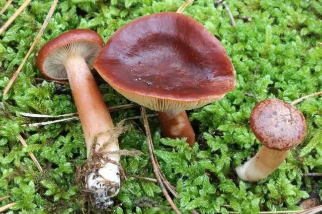 Kapur barus susu (susu kapur barus, Lactarius camphoratus): kumaha rupana, dimana sareng kumaha tumuhna, tiasa didahar atanapi henteu, kumaha cara masak 6282_5