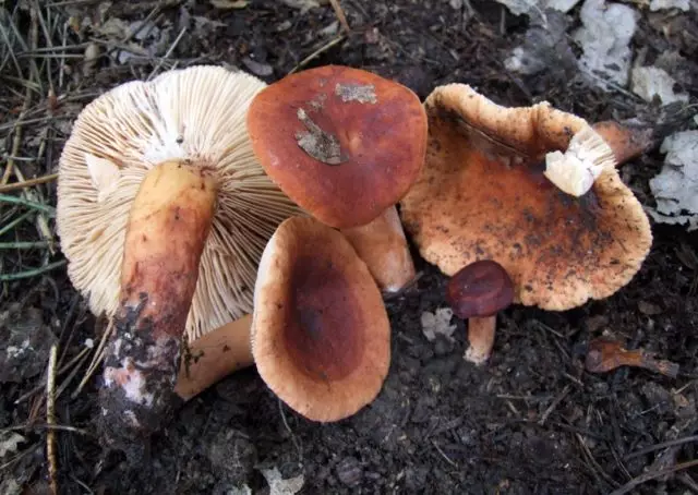 Maitokamferi (kamferimaito, Lactarius camphoratus): miltä se näyttää, missä ja miten se kasvaa, syötävä tai ei, miten kokata 6282_6