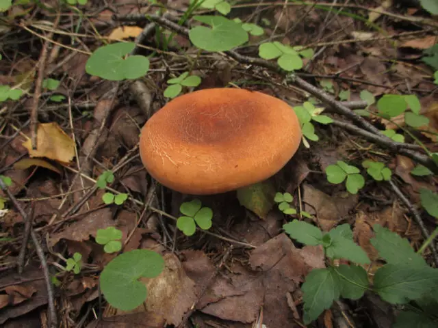 Сөт камфуры (камфор сөте, Lactarius camphoratus): аның нинди булуы, кайда һәм ничек үсүе, ашарга яки булмавы, ничек пешерергә 6282_8