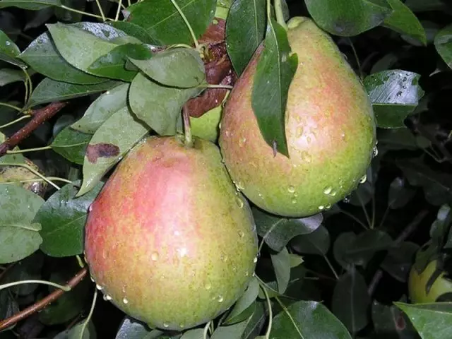 Pear Zabava: faʻamatalaga, ata, iloiloga o le 'eseʻese 6296_2