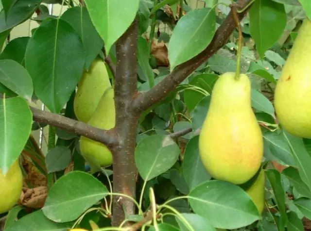 Pear sapphire columnar: bayanin iri -iri, sake dubawa, hotuna 6298_7