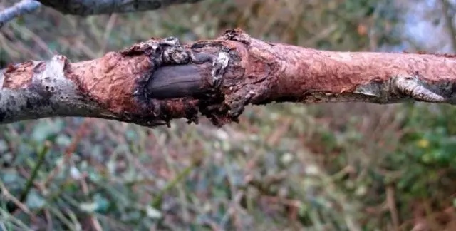 Choroby gruszki: liście są blade, stają się czerwone, brązowieją, jasnozielone, czerwone kropki 6299_14