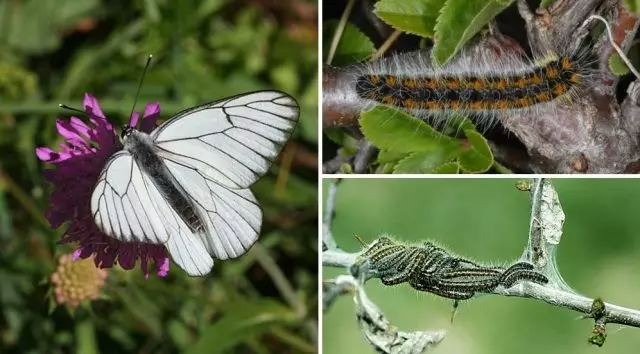 Armut keselleri: ýapraklary reňkli, gyzyl öwüsýär, goňur, açyk ýaşyl, gyzyl nokatlar bolýar 6299_20