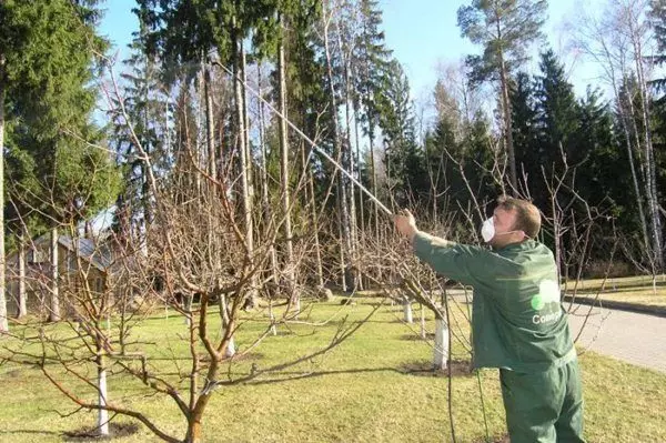 Choroby gruszki: liście są blade, stają się czerwone, brązowieją, jasnozielone, czerwone kropki 6299_25