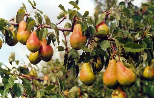 Mard tal-lanġas: il-weraq huma ċari, isiru ħomor, isiru kannella, aħdar ċar, tikek ħomor 6299_45