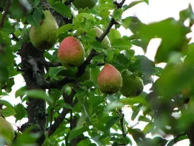 Pear Trout: penerangan pelbagai, gambar, ulasan 6304_1