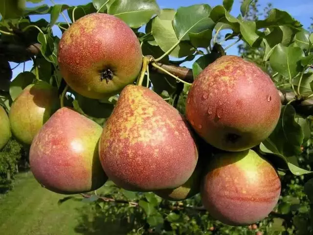 Pear Rossoshanskaya: nagereg, vroeg, laat, mooi, beskrywing, foto's, resensies 6311_10