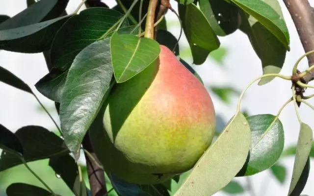 Pear Rossoshanskaya: nagereg, vroeg, laat, mooi, beskrywing, foto's, resensies 6311_11