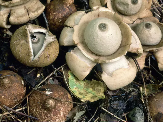 Geastrum triplex: kiel ĝi aspektas, kie kaj kiel ĝi kreskas, manĝebla aŭ ne 6315_1