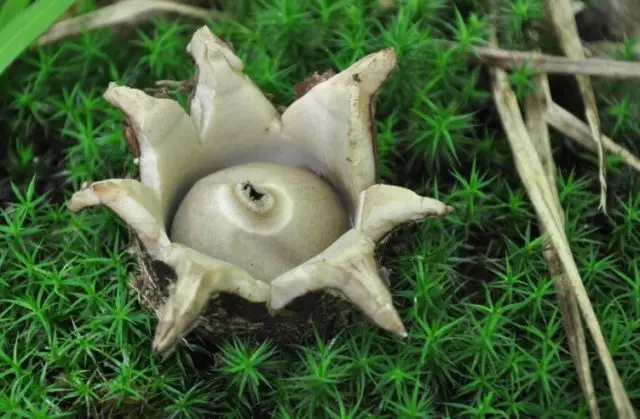 Geastrum triplex: како изгледа, каде и како расте, се јаде или не 6315_2