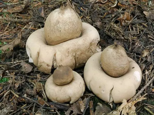 Geastrum triplex: kiel ĝi aspektas, kie kaj kiel ĝi kreskas, manĝebla aŭ ne 6315_3