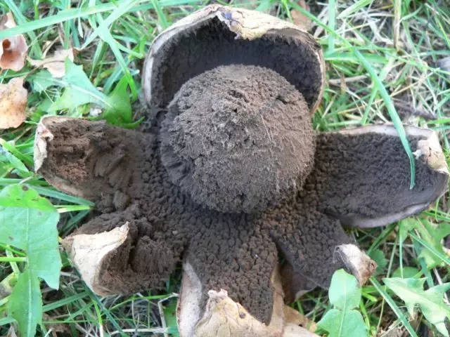 Geastrum triplex: kiel ĝi aspektas, kie kaj kiel ĝi kreskas, manĝebla aŭ ne 6315_4