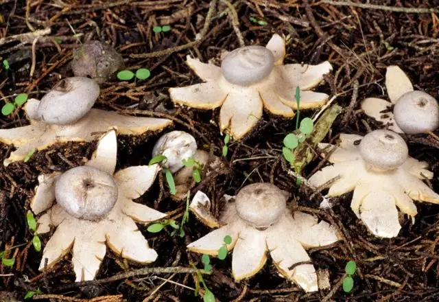 Geastrum triplex: kiel ĝi aspektas, kie kaj kiel ĝi kreskas, manĝebla aŭ ne 6315_5