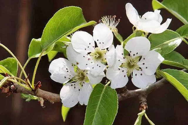 Pear Severyanka: Varietéit Beschreiwung, Fotoen, Bewäertungen 6321_2