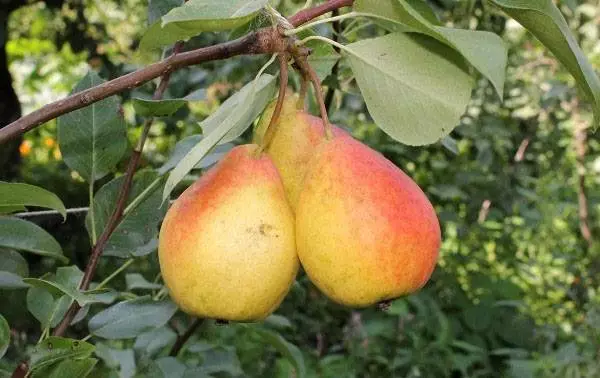 Pear Severyanka: deskripsi variasi, foto, ulasan 6321_3