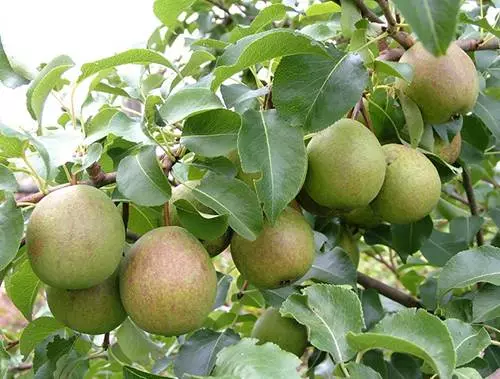 Pear Severyanka: deskripsi variasi, foto, ulasan 6321_4