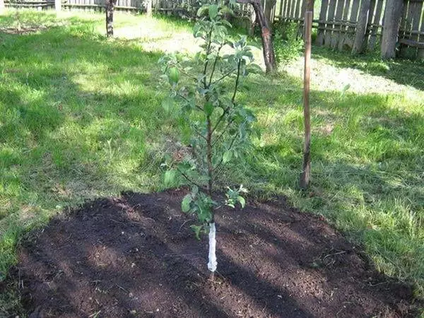 Pear Severyanka: Varietéit Beschreiwung, Fotoen, Bewäertungen 6321_6