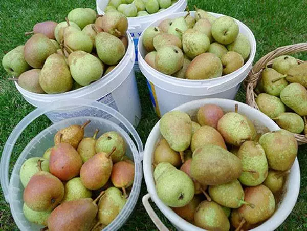 Pear Severyanka: deskripsi variasi, foto, ulasan 6321_9