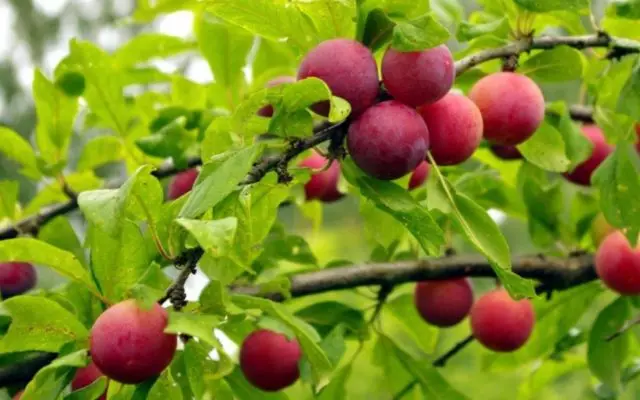 Kiischte Plum Zelt: Beschreiwung vun der Varietéit, Fotoen, Bewäertungen, Pollinatoren, Frostbeständegkeet 6332_1