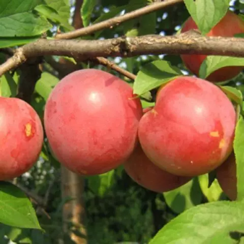 Kiischte Plum Zelt: Beschreiwung vun der Varietéit, Fotoen, Bewäertungen, Pollinatoren, Frostbeständegkeet 6332_2