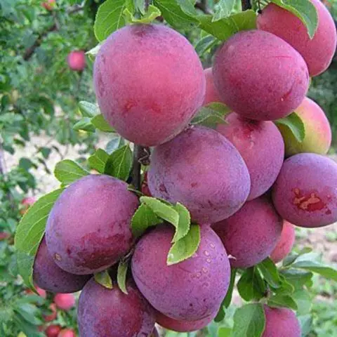 Kiischte Plum Zelt: Beschreiwung vun der Varietéit, Fotoen, Bewäertungen, Pollinatoren, Frostbeständegkeet 6332_4