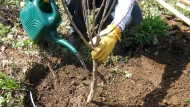 Kiischte Plum Zelt: Beschreiwung vun der Varietéit, Fotoen, Bewäertungen, Pollinatoren, Frostbeständegkeet 6332_8