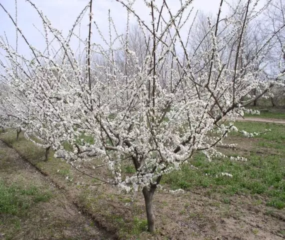 Cherry plum Yul'skaya Rose (Juni Rose, Komet awal): deskripsi variasi, foto, ulasan, penyerbuk prem 6333_13