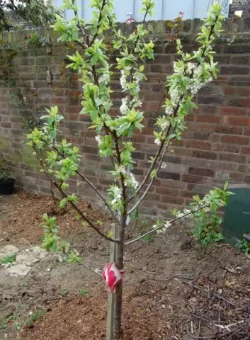 Cherry plum Yul'skaya Rose (Juni Rose, Komet awal): deskripsi variasi, foto, ulasan, penyerbuk prem 6333_15