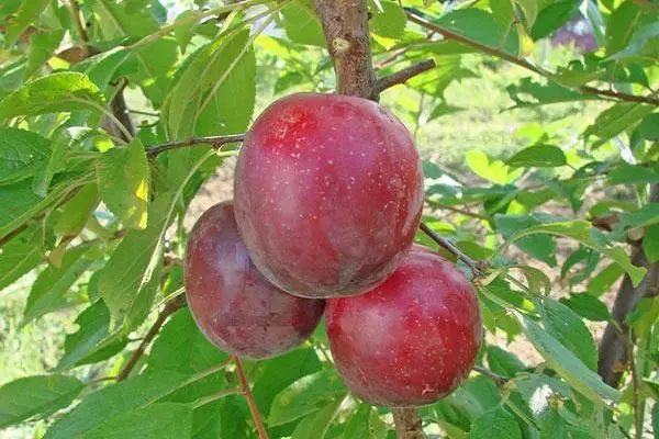 Cherry plum Yul'skaya Rose (Juni Rose, Komet awal): deskripsi variasi, foto, ulasan, penyerbuk prem 6333_2