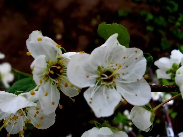 Cherry plum Yul'skaya Rose (Juni Rose, Komet awal): deskripsi variasi, foto, ulasan, penyerbuk prem 6333_6