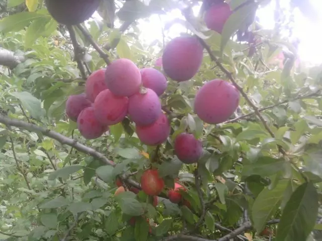 Cherry plum Yul'skaya Rose (June Rose, Early Cometa): descripción de la variedad, fotos, reseñas, polinizadores de ciruela 6333_8