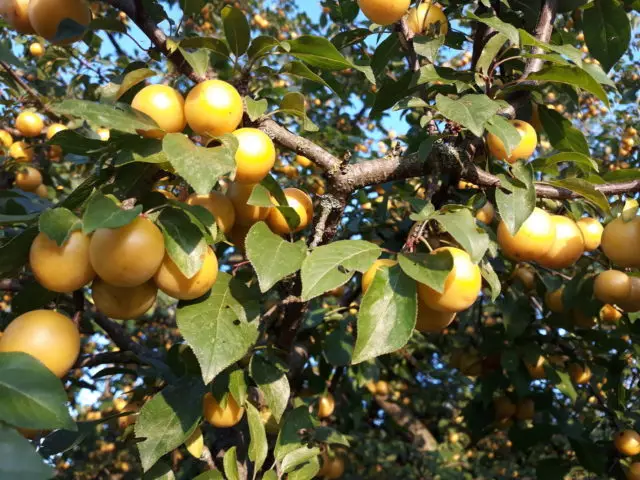 Cherry plum Gek: macem-macem katerangan, poto, ulasan, jangkungna plum, pollinators 6334_1