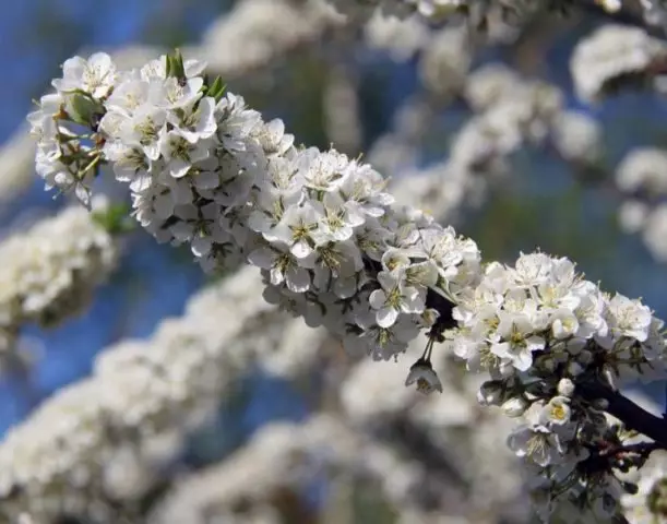 Cherry plum Gek: macem-macem katerangan, poto, ulasan, jangkungna plum, pollinators 6334_2