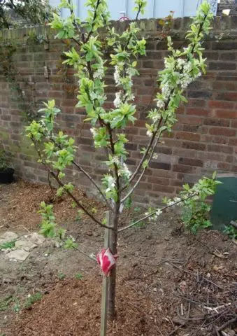 Cherry plum Gek: eseese faʻamatalaga, ata, iloiloga, maualuga plum, pollinators 6334_4